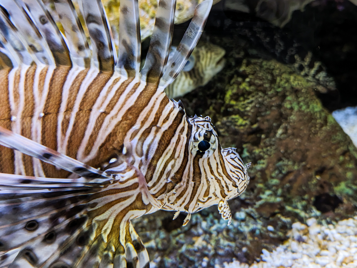 Our Adventures with a Baby Turned Toddler at Aquariums Across the U.S.